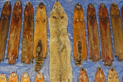 Furbearer trapping and hunting | Oregon Department of Fish & Wildlife